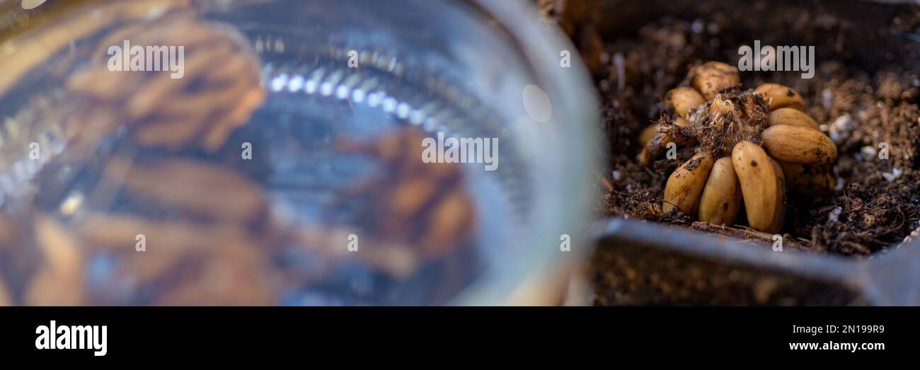 Corms soak hi-res stock photography and images - Alamy