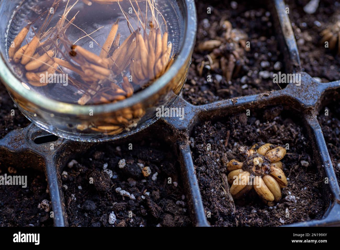 Corms soak hi-res stock photography and images - Alamy