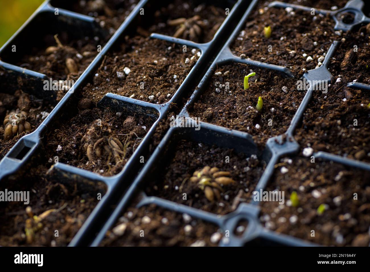 Ranunculus asiaticus or persian buttercup. Sprouting ranunculus corms ...