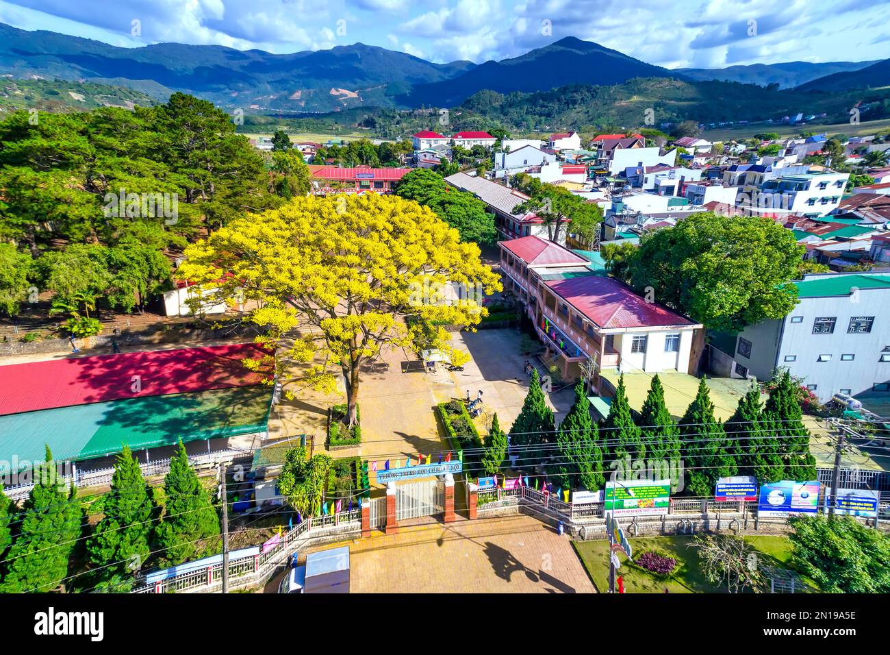 Yellow poinciana tree blooms brilliantly in front of school yard in Di ...