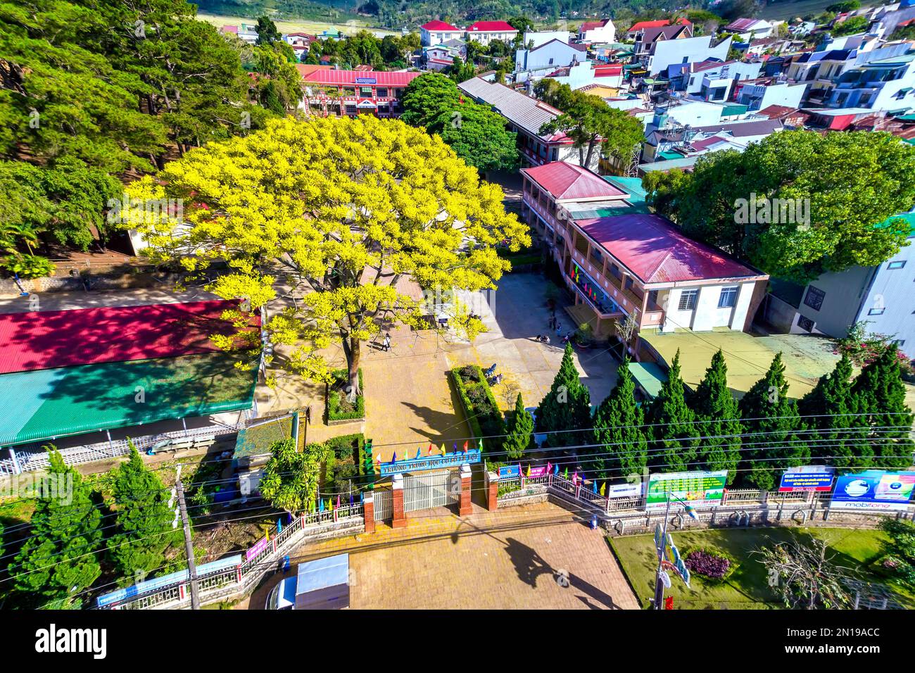 Yellow poinciana tree blooms brilliantly in front of school yard in Di ...