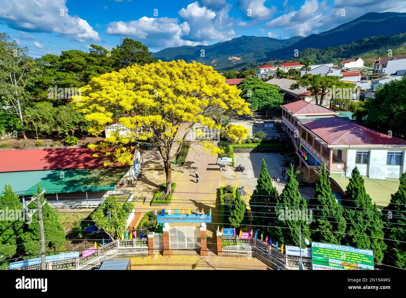 Yellow poinciana tree blooms brilliantly in front of school yard in Di ...
