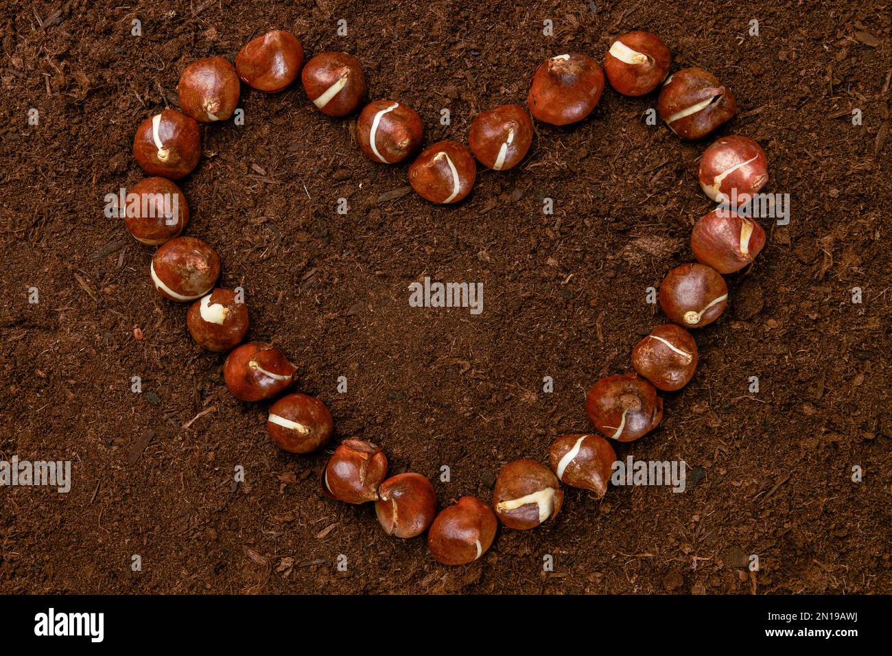 Tulip bulbs background. Fall tulips planting and gardening flat lay ...
