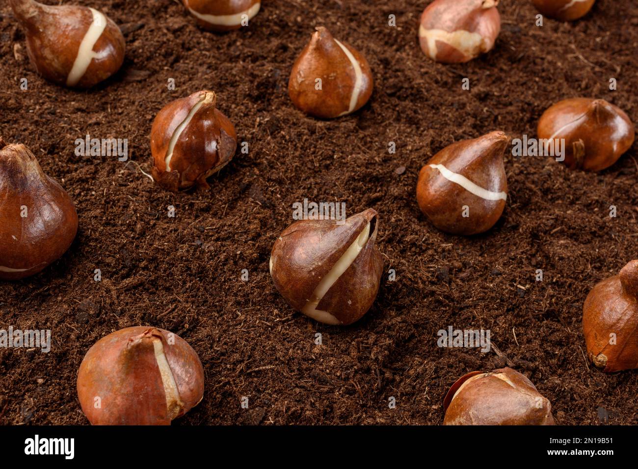 Tulip bulbs close up background. Tulips planting and gardening still ...