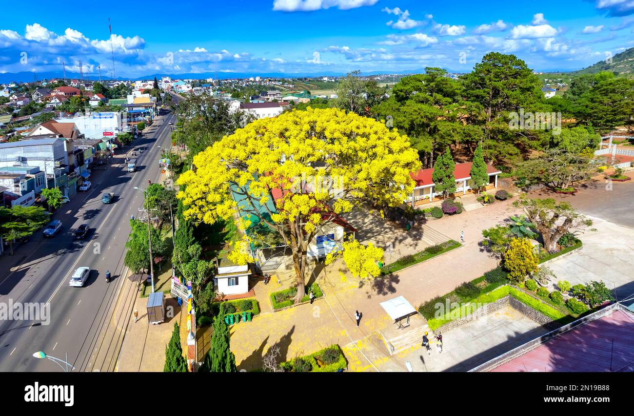 Yellow poinciana tree blooms brilliantly in front of school yard in Di ...