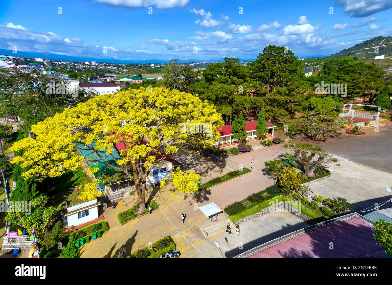 Yellow poinciana tree blooms brilliantly in front of school yard in Di ...