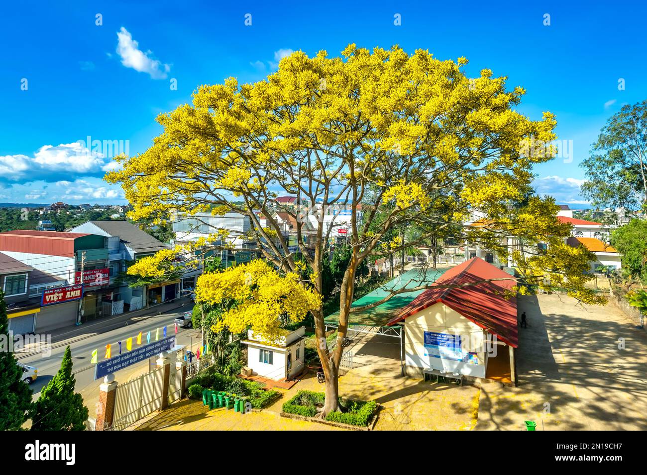 Yellow poinciana tree blooms brilliantly in front of school yard in Di ...