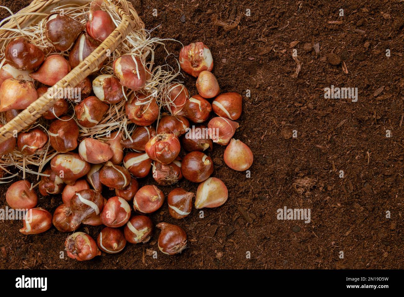 Tulip bulbs planting background. Fall tulips planting and gardening ...