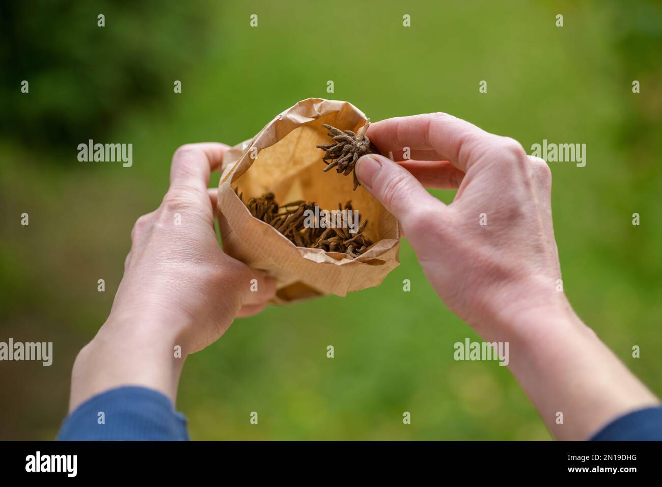 Woman holding dry and dormant ranunculus flower claw like corms in her ...