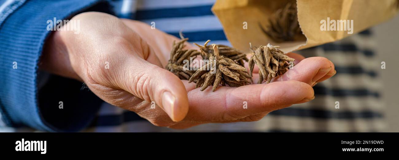 Woman holding dry and dormant ranunculus flower claw like corms in her ...