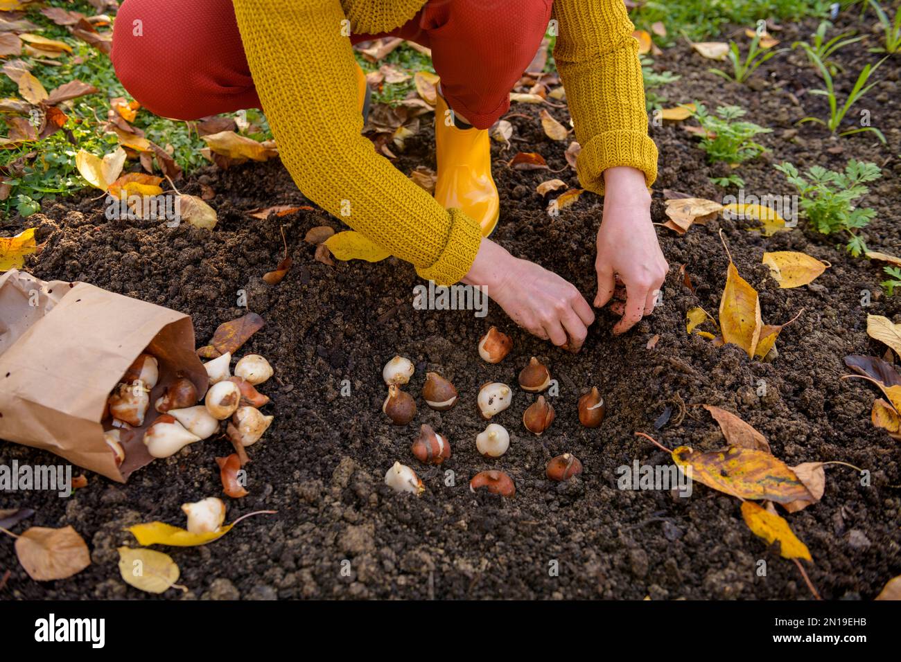 Woman planting tulip bulbs in a flower bed during a beautiful sunny ...