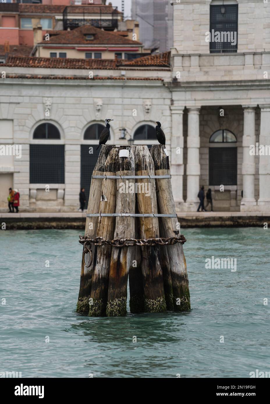 Wooden navigation poles and birds in Venice, Italy Stock Photo - Alamy