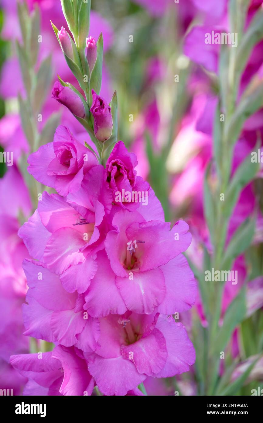 Sword lily lennon hi-res stock photography and images - Alamy