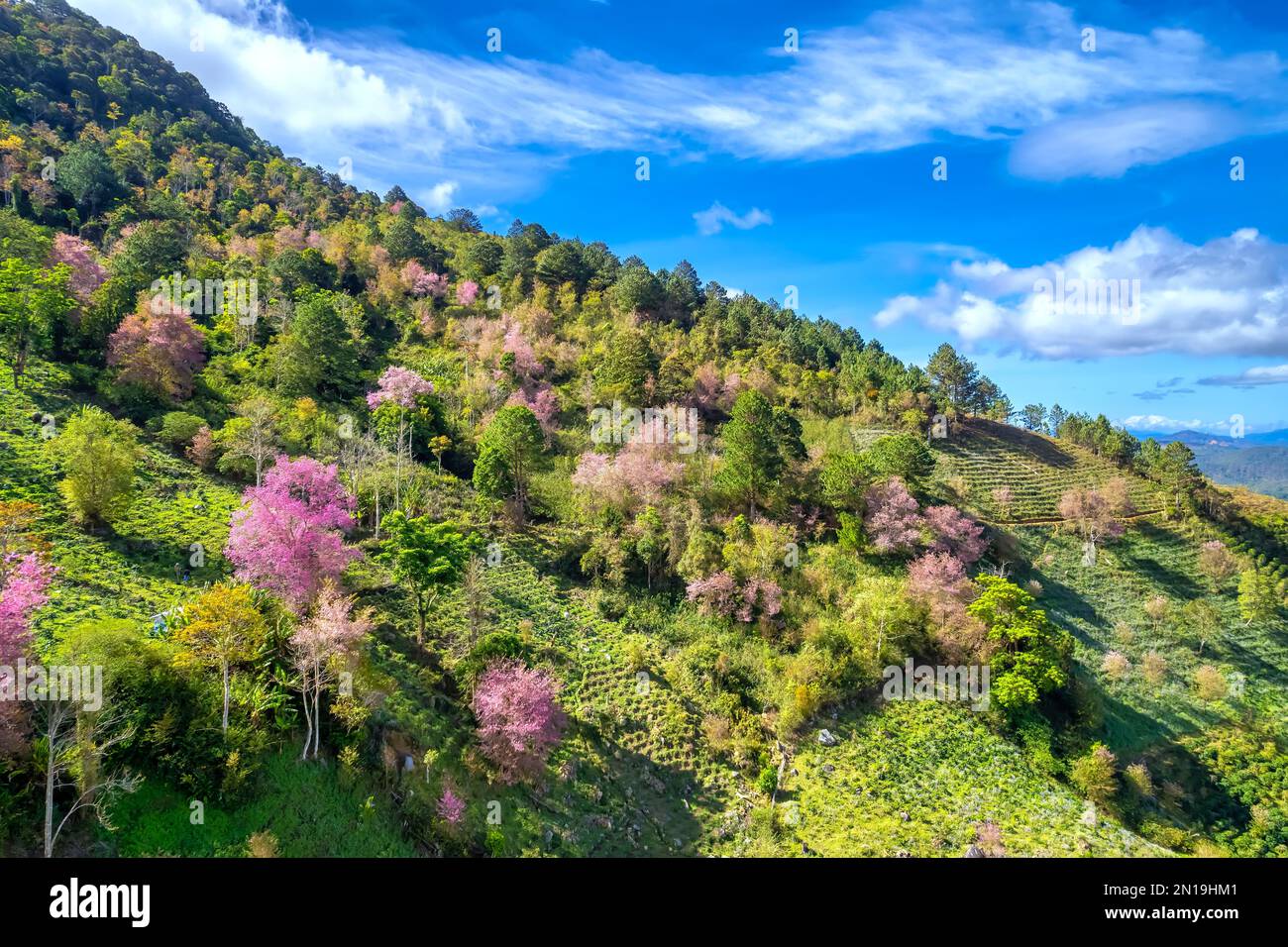 Forest full of wild sakura is blooming in springtime 2023, the color change gives the scenery ...