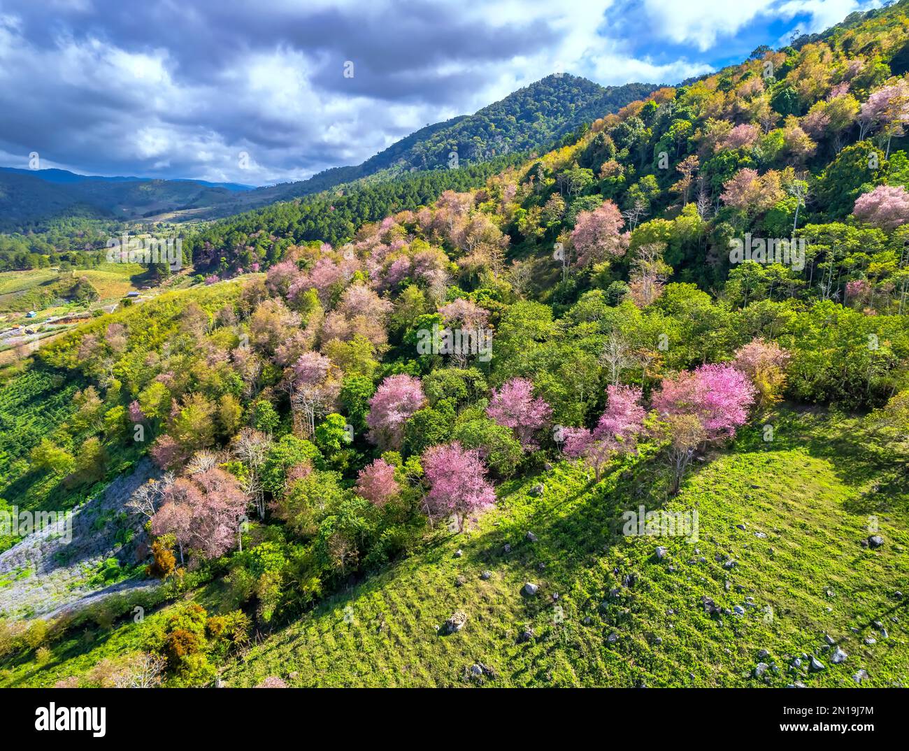 Forest full of wild sakura is blooming in springtime 2023, the color change gives the scenery ...