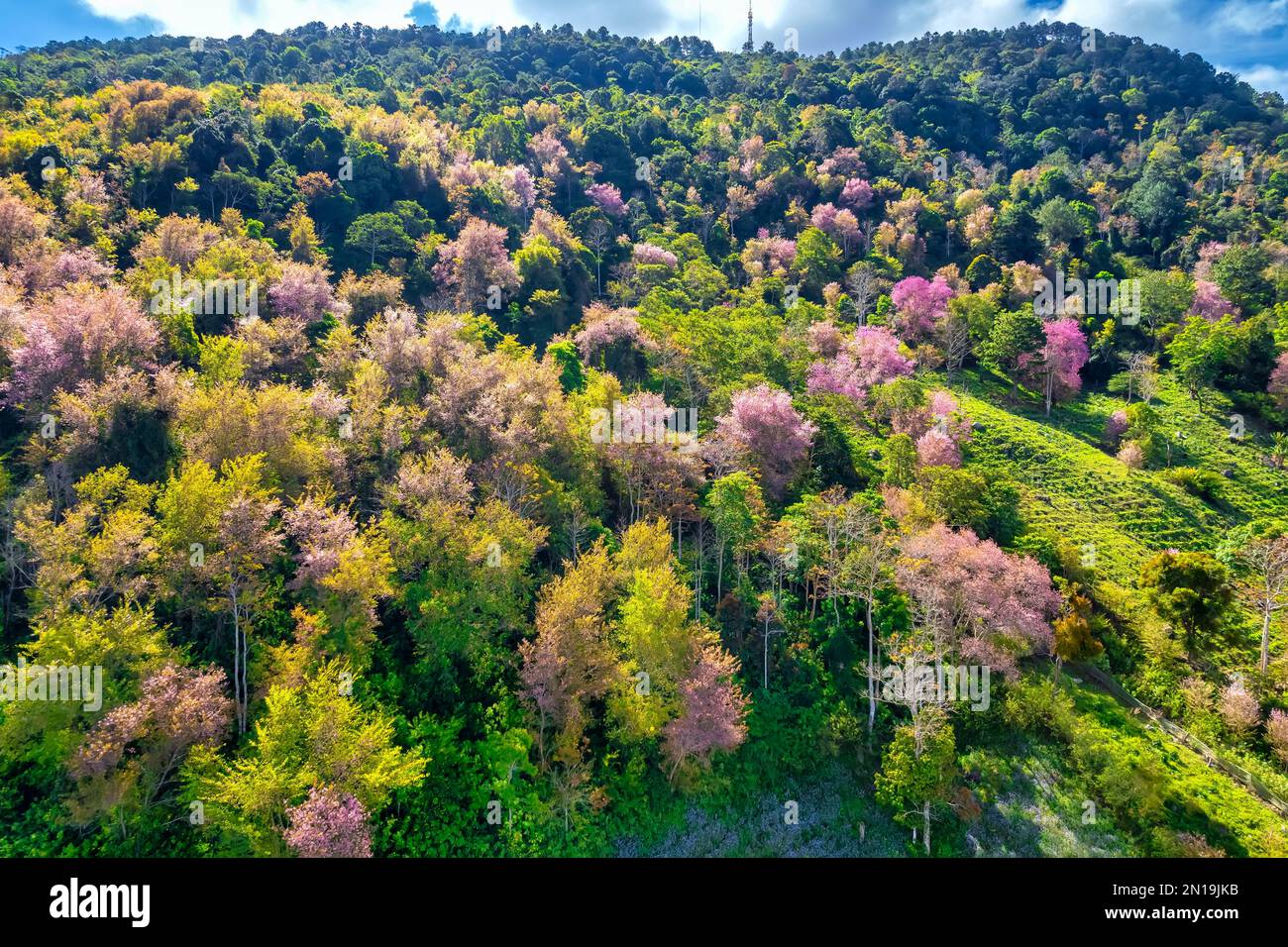Forest full of wild sakura is blooming in springtime 2023, the color ...