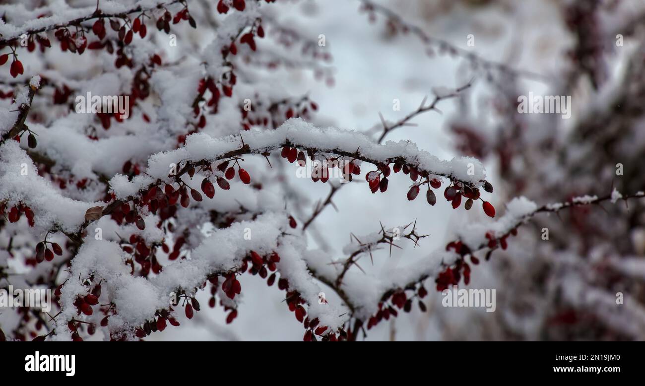 Branches of Berberis Thunbergii Kelleriis in winter with red ripe ...