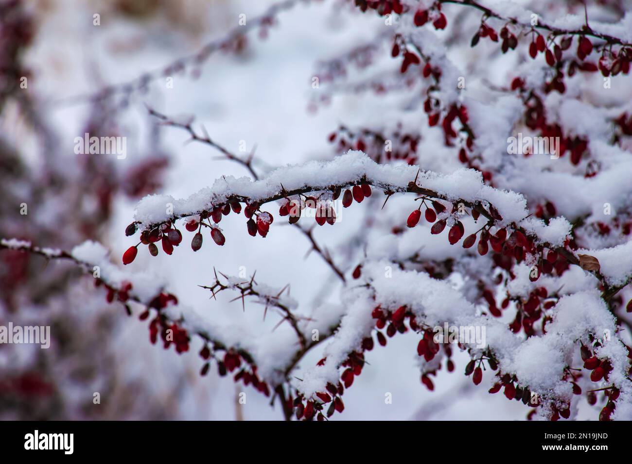 Branches of Berberis Thunbergii Kelleriis in winter with red ripe ...