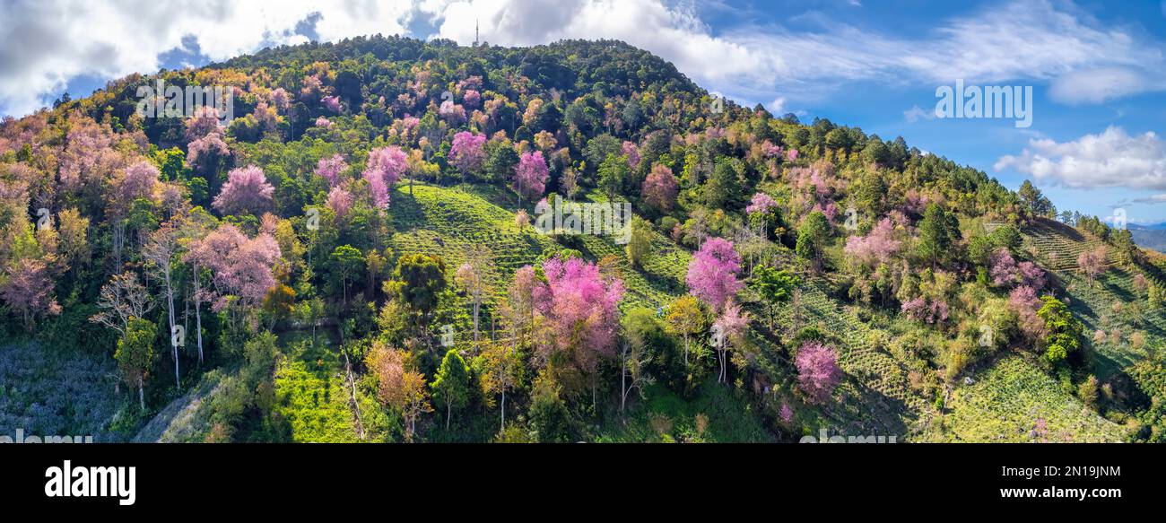 Forest full of wild sakura is blooming in springtime 2023, the color change gives the scenery ...