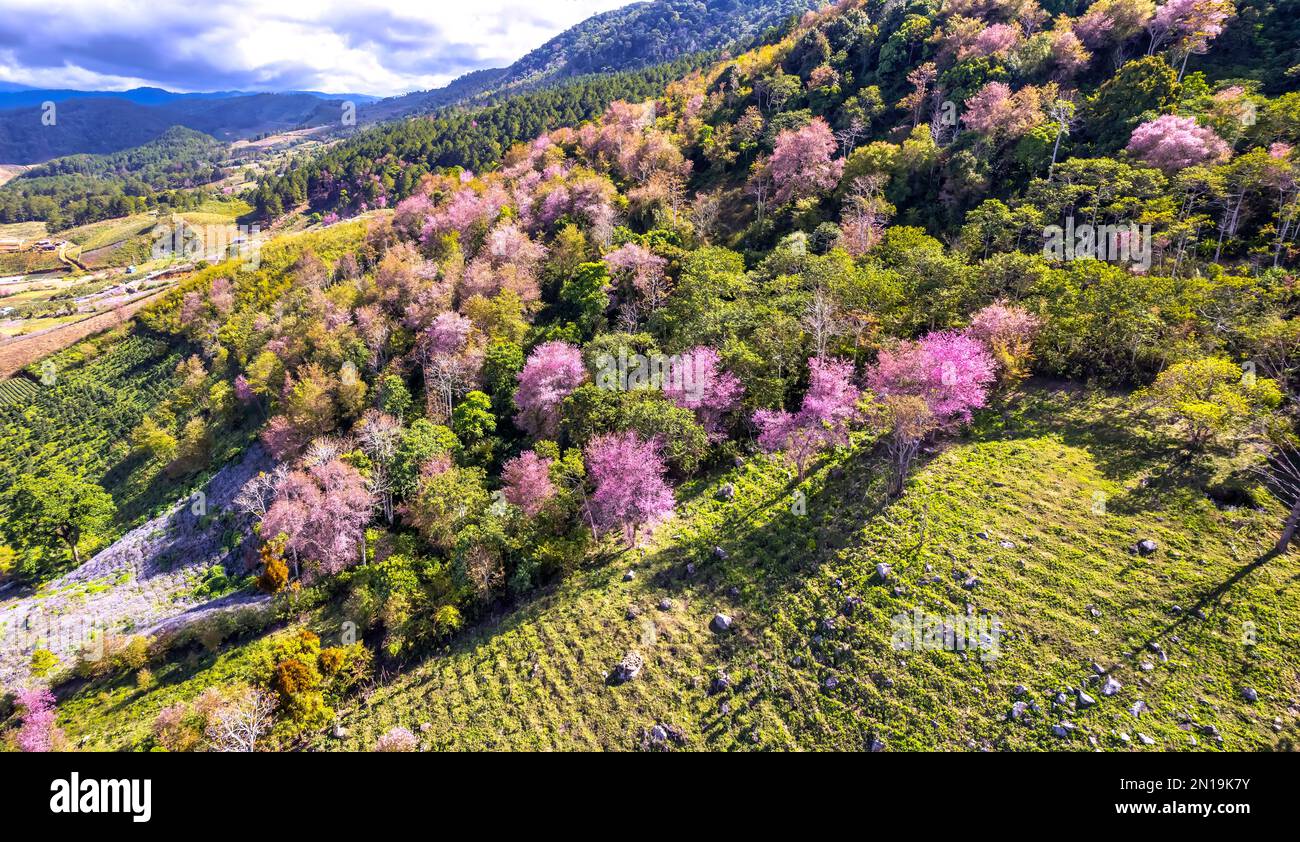 Forest full of wild sakura is blooming in springtime 2023, the color change gives the scenery ...