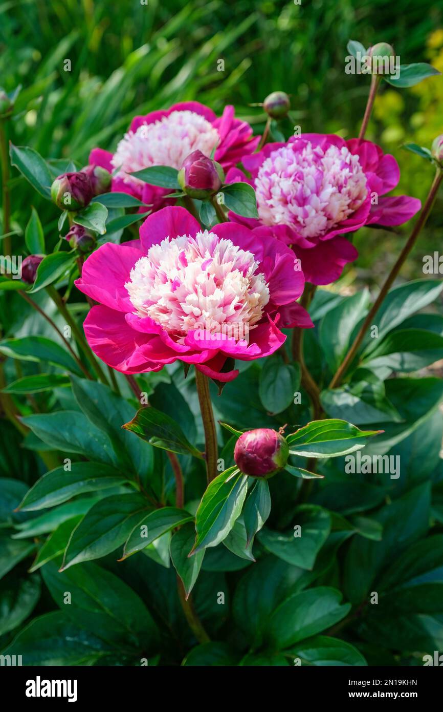 Dark pink guard petals hi-res stock photography and images - Alamy