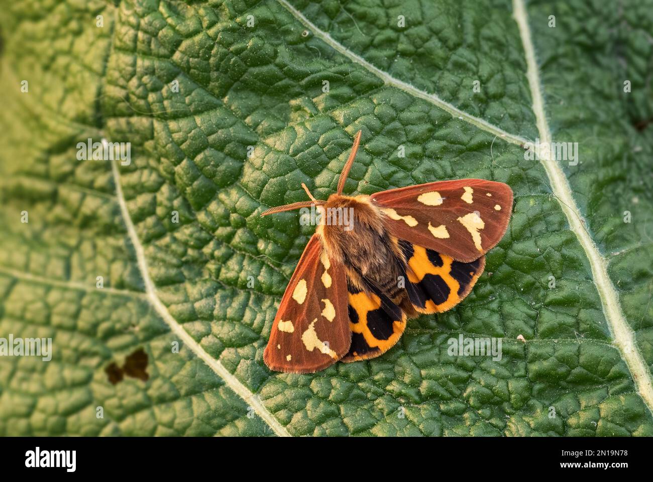 Great tiger moths hi-res stock photography and images - Alamy
