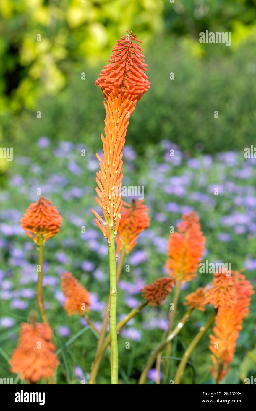 Kniphofia Erecta, red-hot poker Erecta, orange flowers that point ...