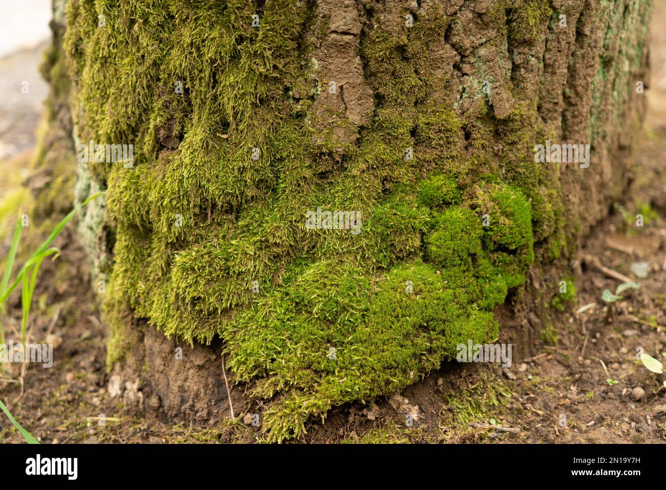 Green moss growing on tree roots close-up as nature fresh air concept ...
