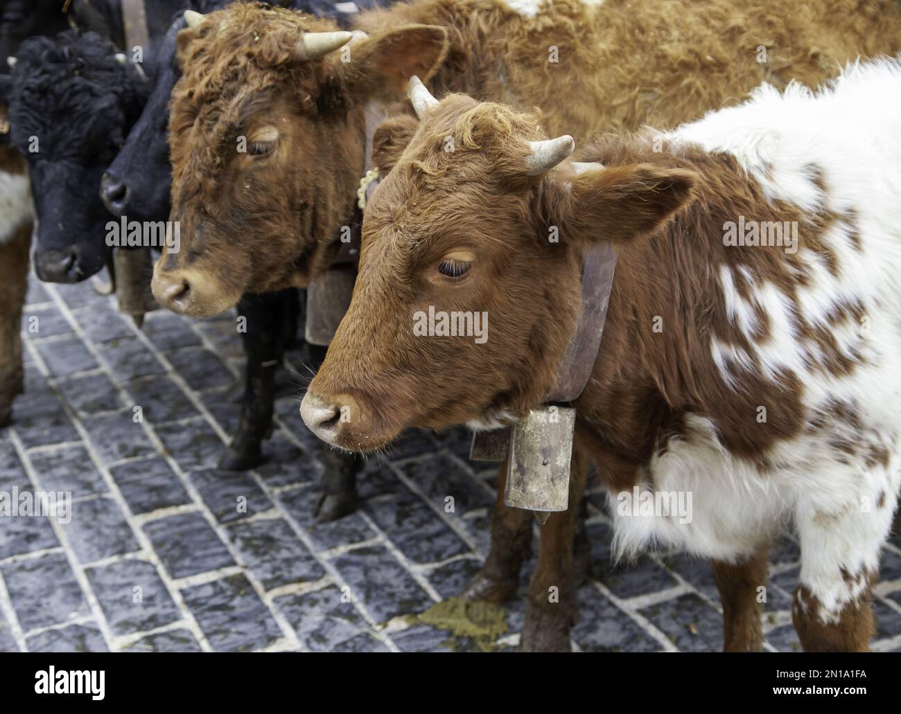 Animal feed production rural countryside hi-res stock photography and ...