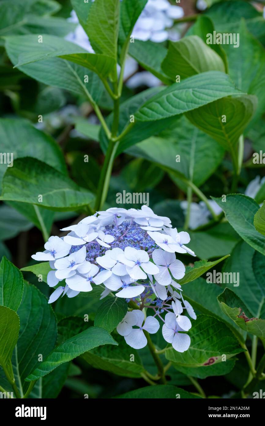 Hydrangea macrophylla Lanarth White, compact hydrangea sterile sepals ...