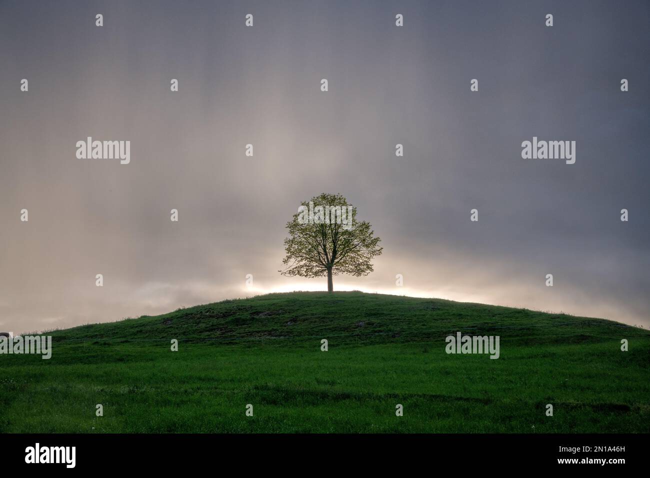 A tree on a hill during rainy weather Stock Photo - Alamy