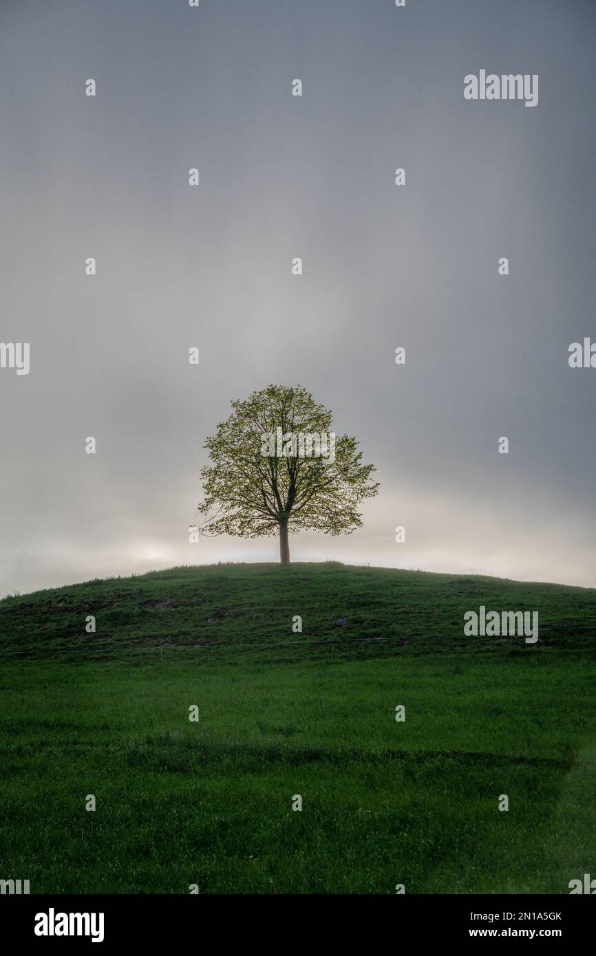 Walnut tree on a hill hi-res stock photography and images - Alamy