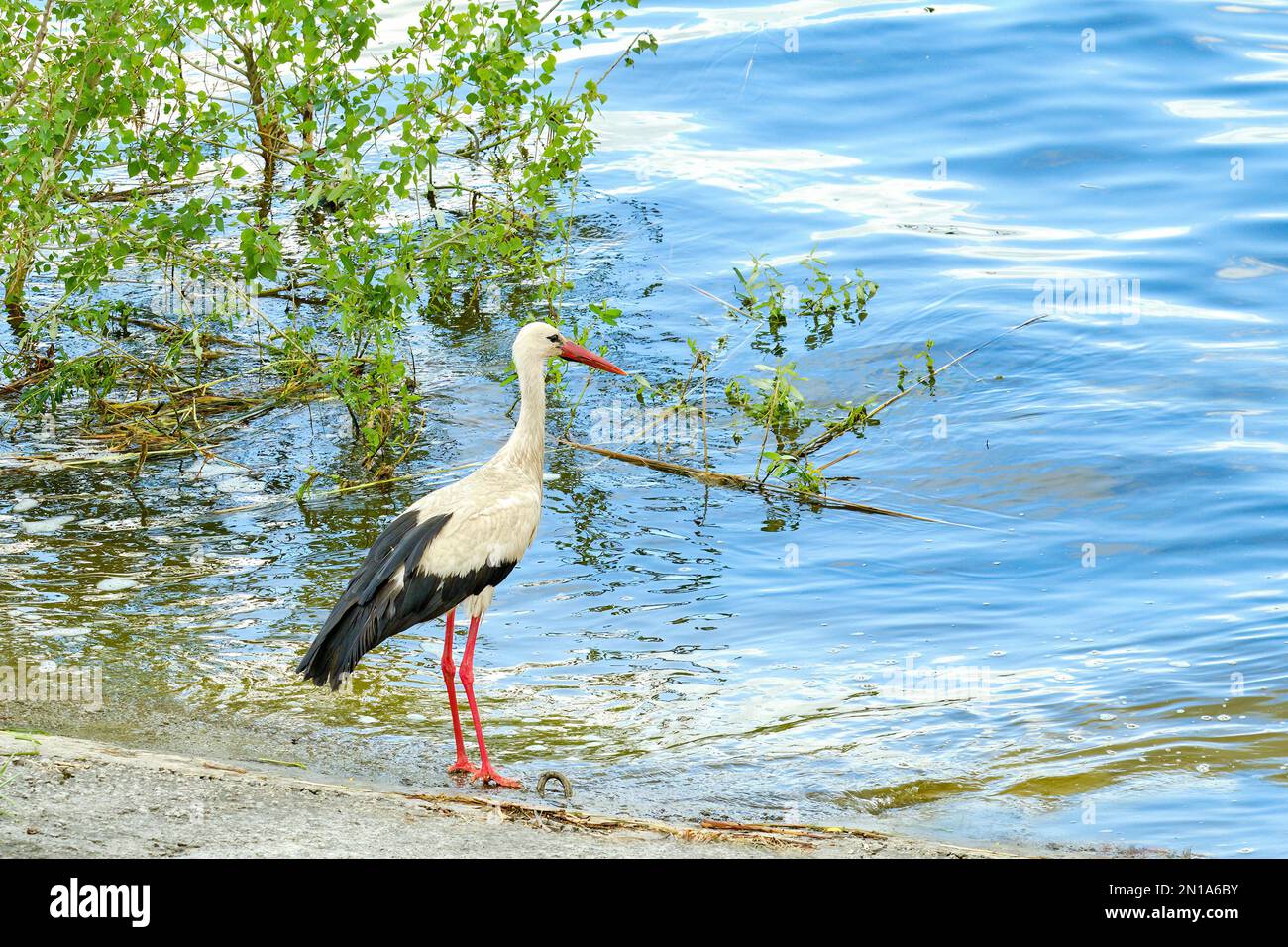 white stork body of water river lake fishing day summer spring autumn ...