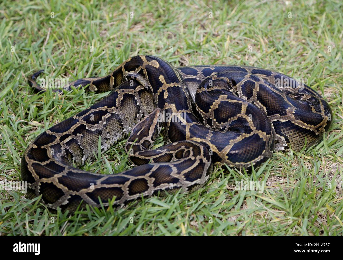 A Burmese python moves through the grass during a demonstration by the ...