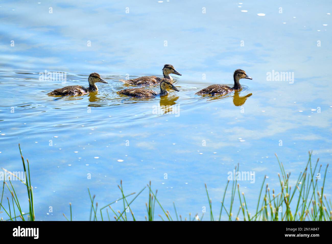 nature birds ducks wild swim water flock summer sun family reed grass ...