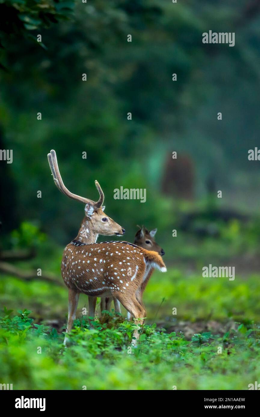 Classification Of Axis Deer In Texas