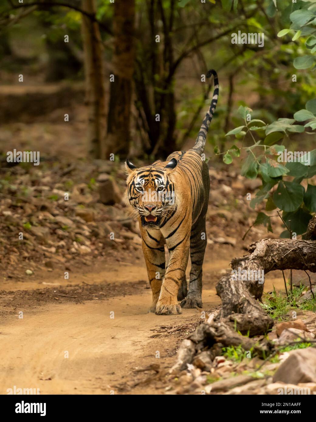 wild adult bengal male tiger or panthera tigris tigris head on with ...