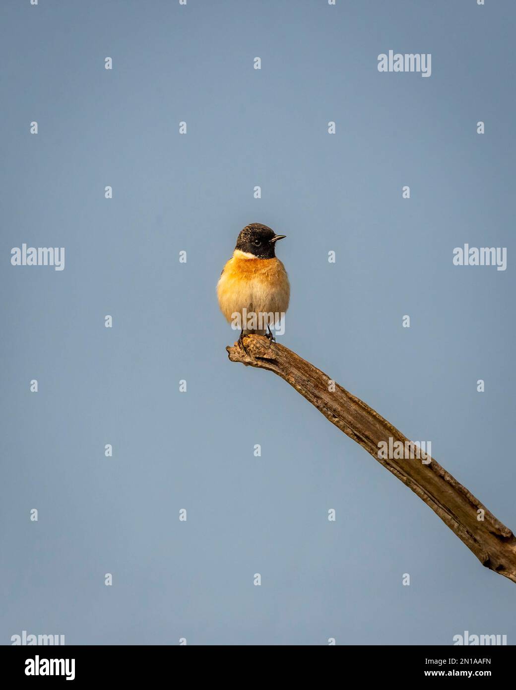 Safari panna tiger reserve hi-res stock photography and images - Alamy