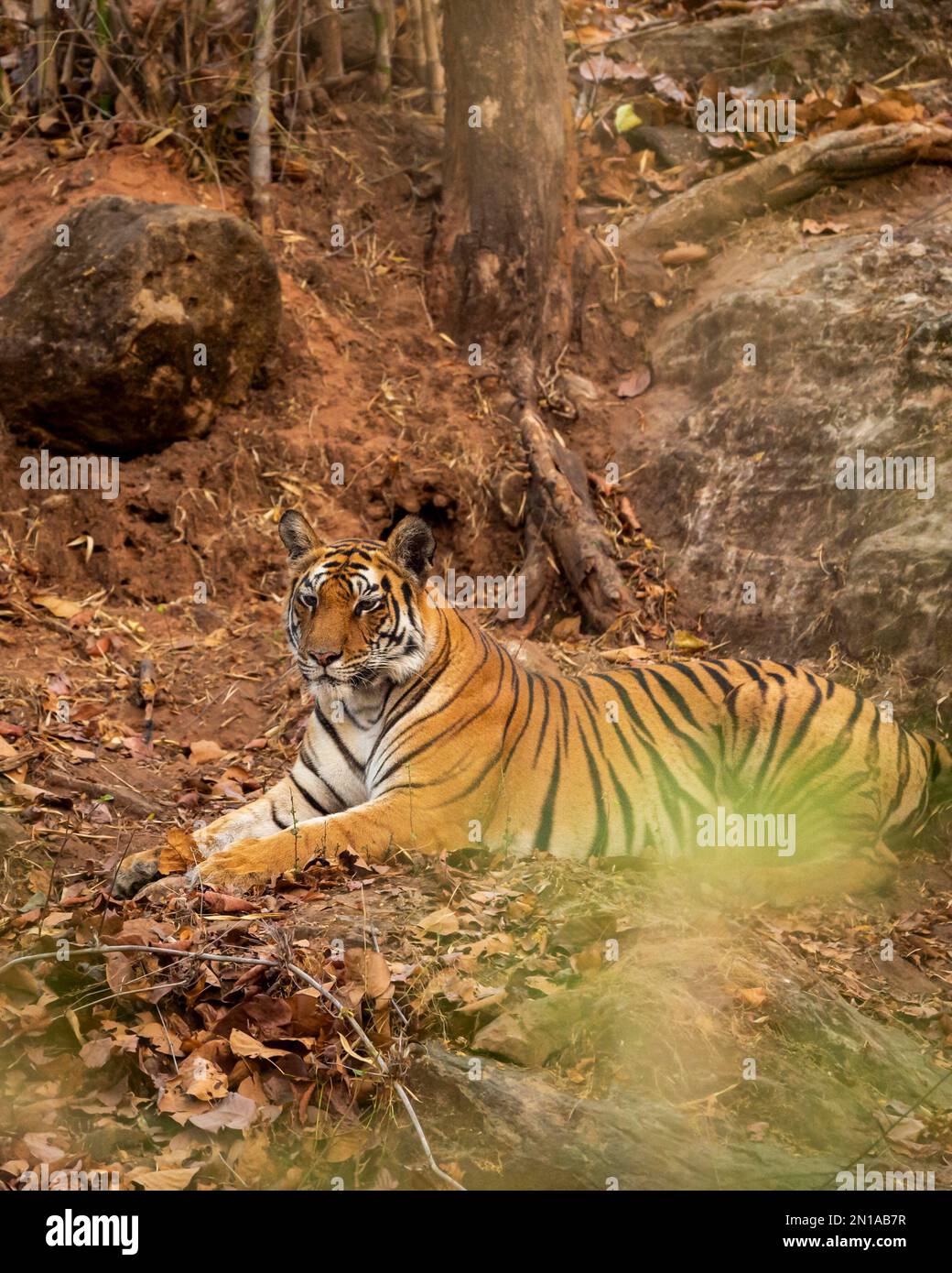 wild bengal female tiger or panthera tigris tigris in evening jungle ...