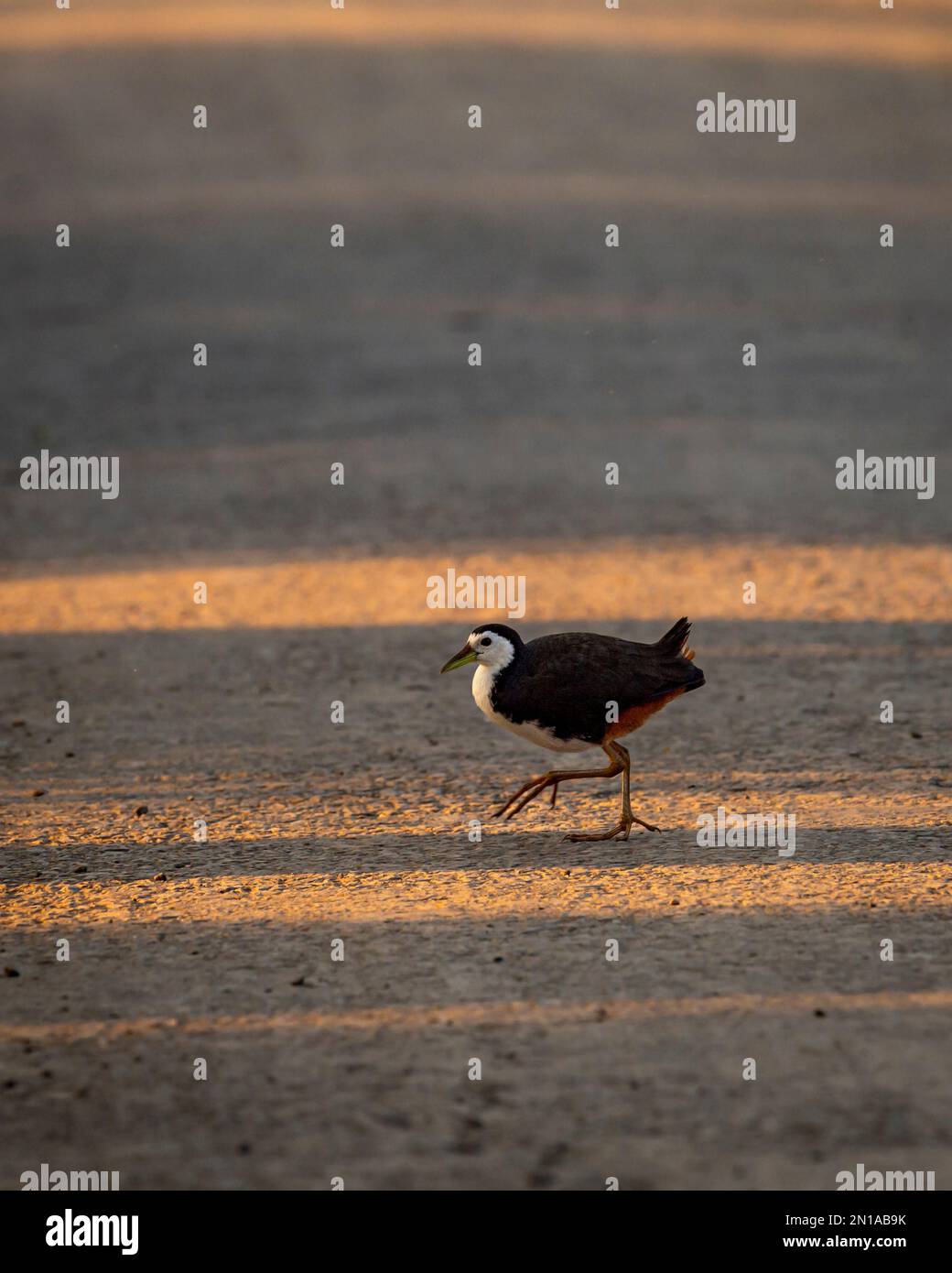 White breasted waterhen or Amaurornis phoenicurus on move crossing ...