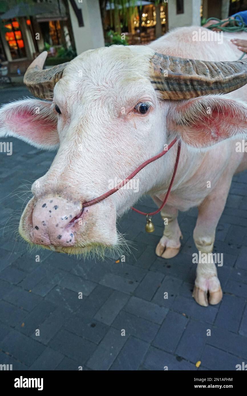 Taro farmer hi-res stock photography and images - Alamy