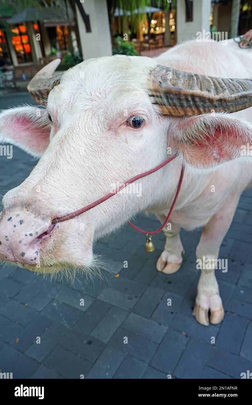 Taro farmer hi-res stock photography and images - Alamy