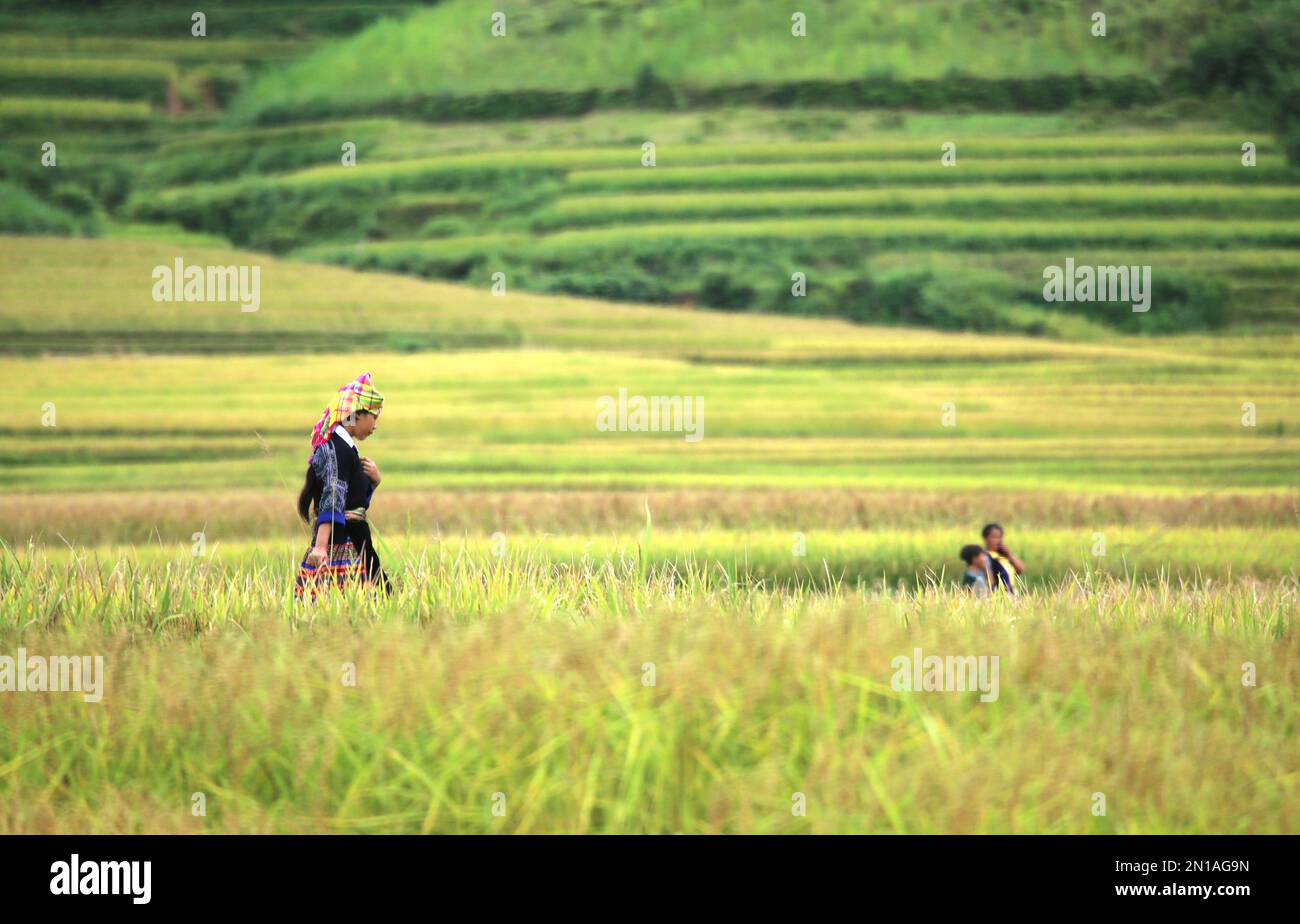An ethnic Hmong woman walks in a rice field in Mu Cang Chai district ...