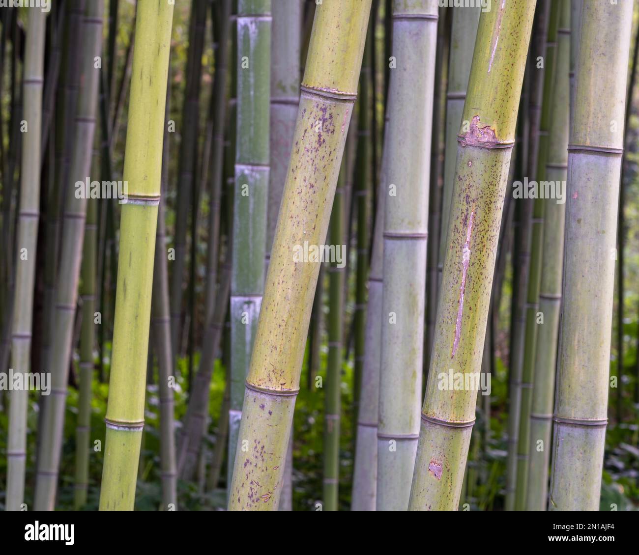 Closeup stems hi-res stock photography and images - Alamy