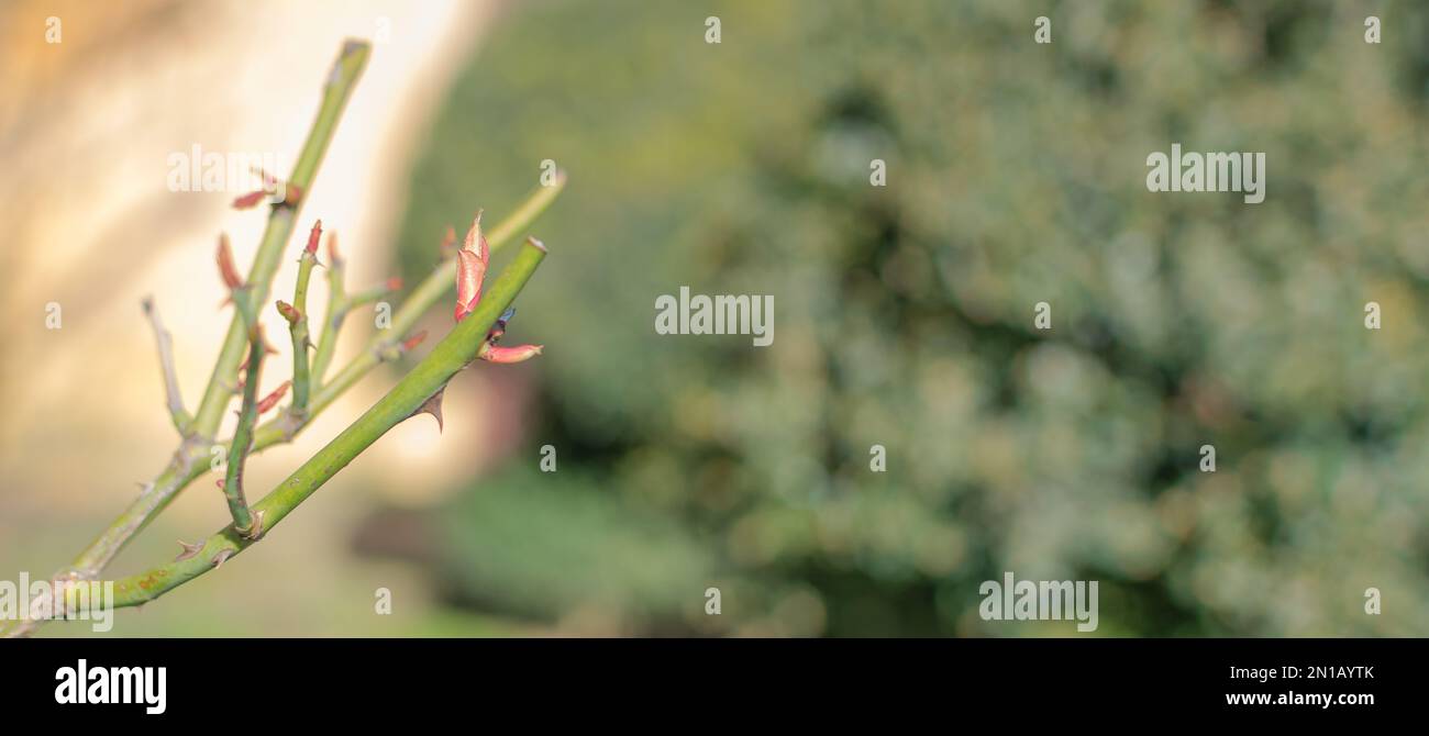Rose thorn bud hi-res stock photography and images - Alamy