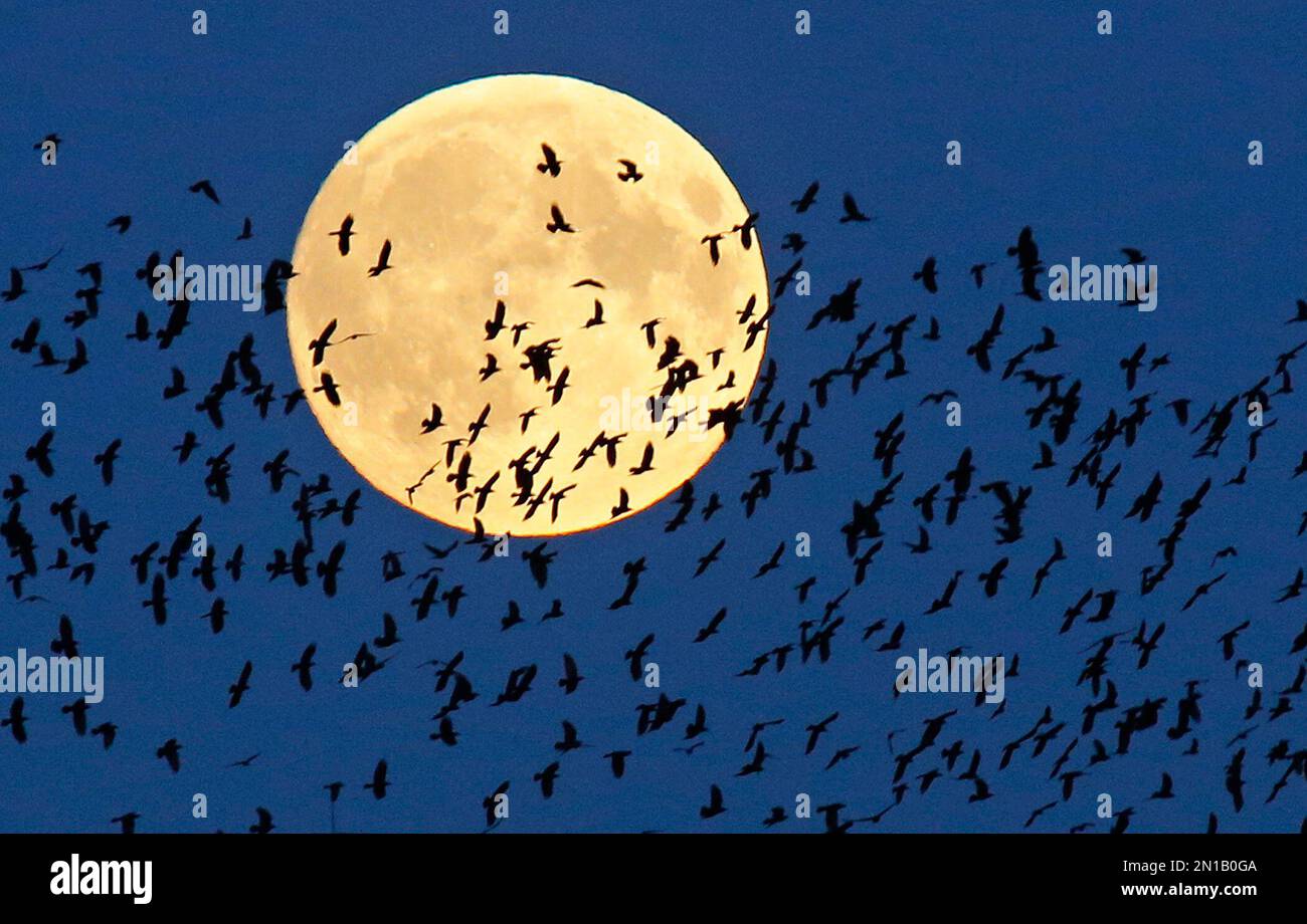 A flock of birds fly by as a perigee moon, also known as a super moon ...