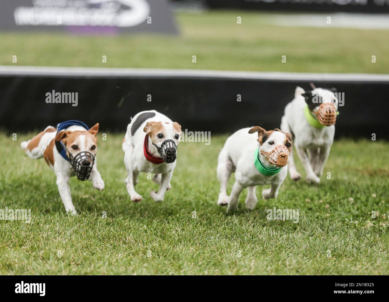 The Jack Russell Hurdle Racing event at the Purina Pro PlanIncredible ...
