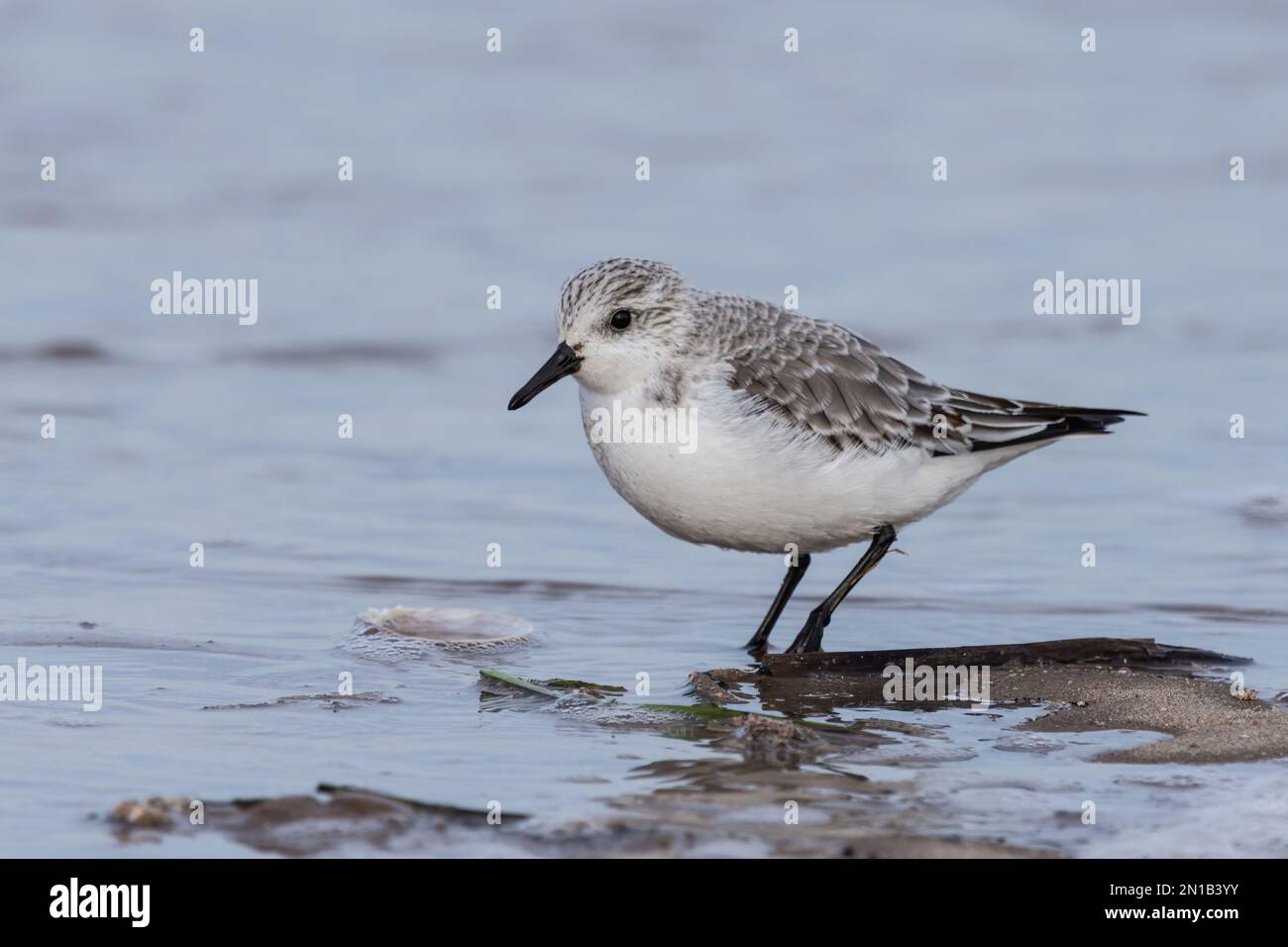 Sanderling (Calidris alba) on the shore at Eden Estuary, Fife, Scotland ...