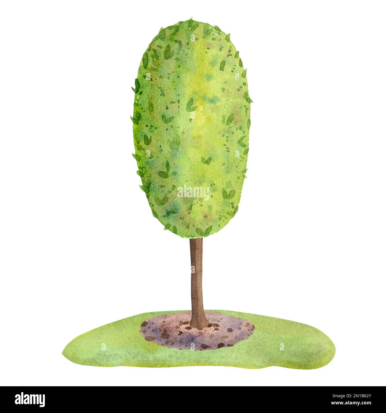 Watercolor illustrations of a green tree on a lawn, topiary art ...