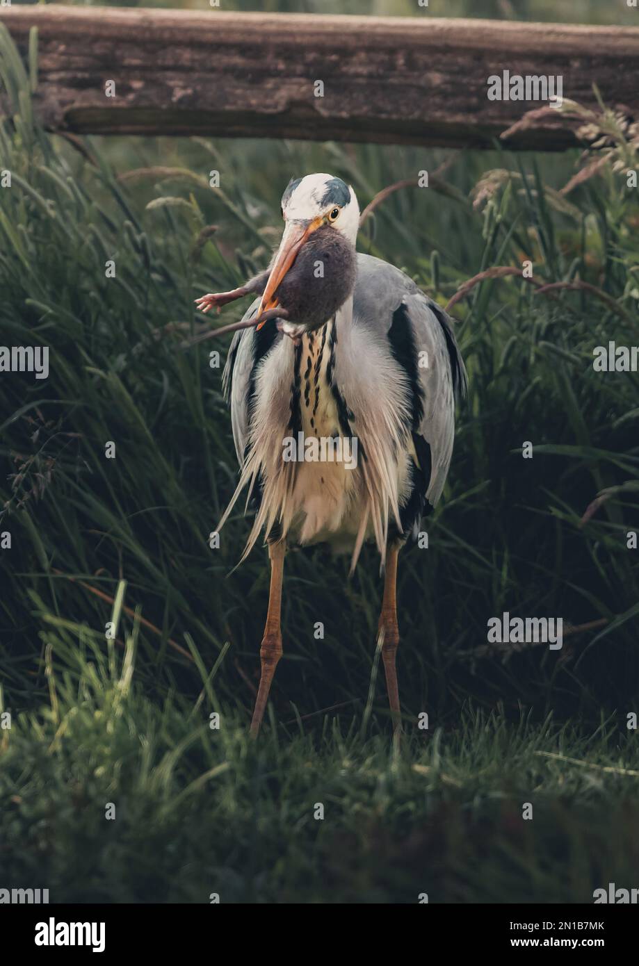 THRILLING images show how a heron helped control local pests by ...